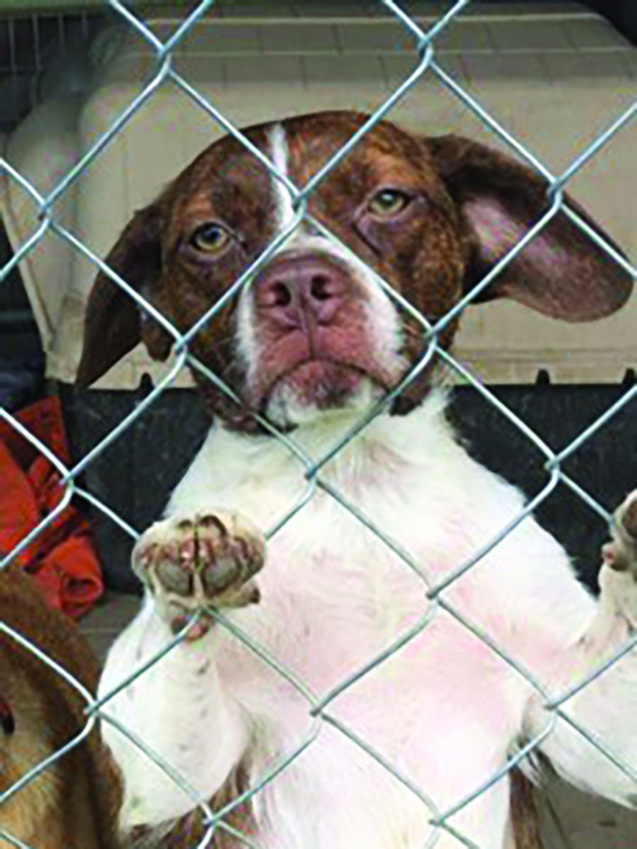 Shelter or Sanctuary? Metcalfe Sheriff addresses animal control – Jobe ...